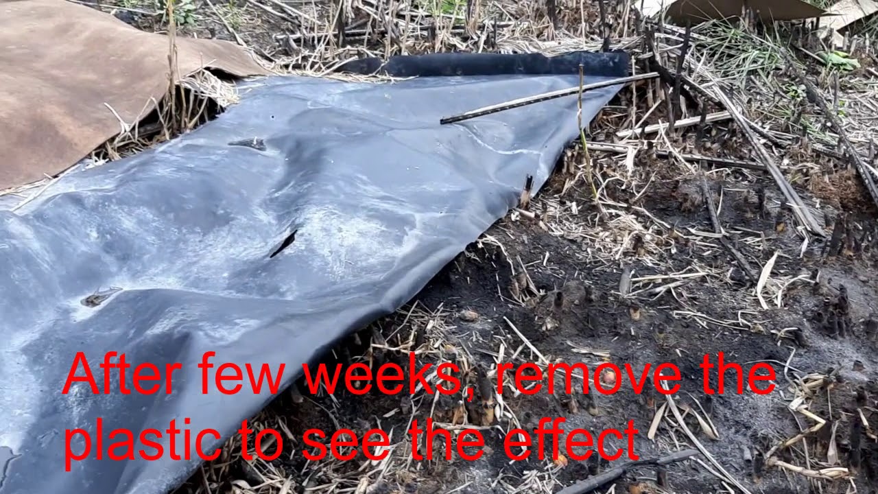 time lapse how to kill bamboo, prevent bamboo from regrow - YouTube