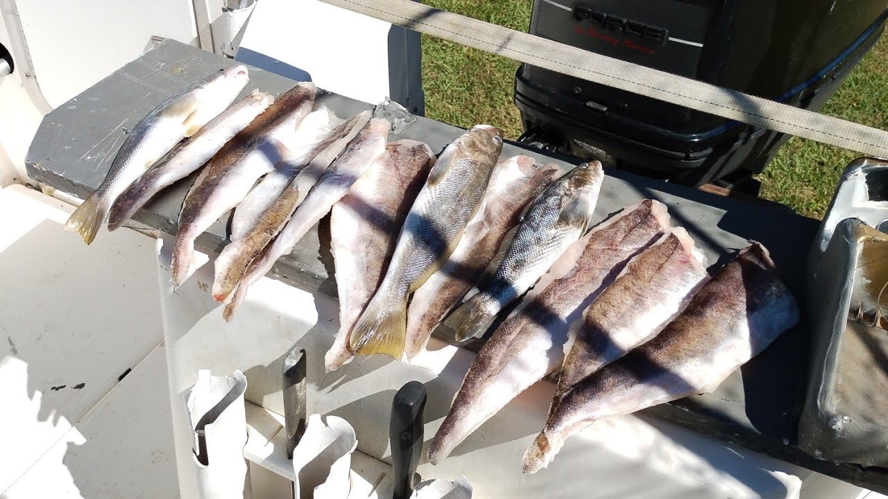 Fishing Chesapeake Bay Back River - Gulf Kingfish - Red Fish - Black ...