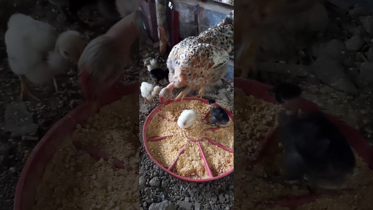 Segunda parte de mis 18 pollitos que tienen 15 dia hoy - YouTube