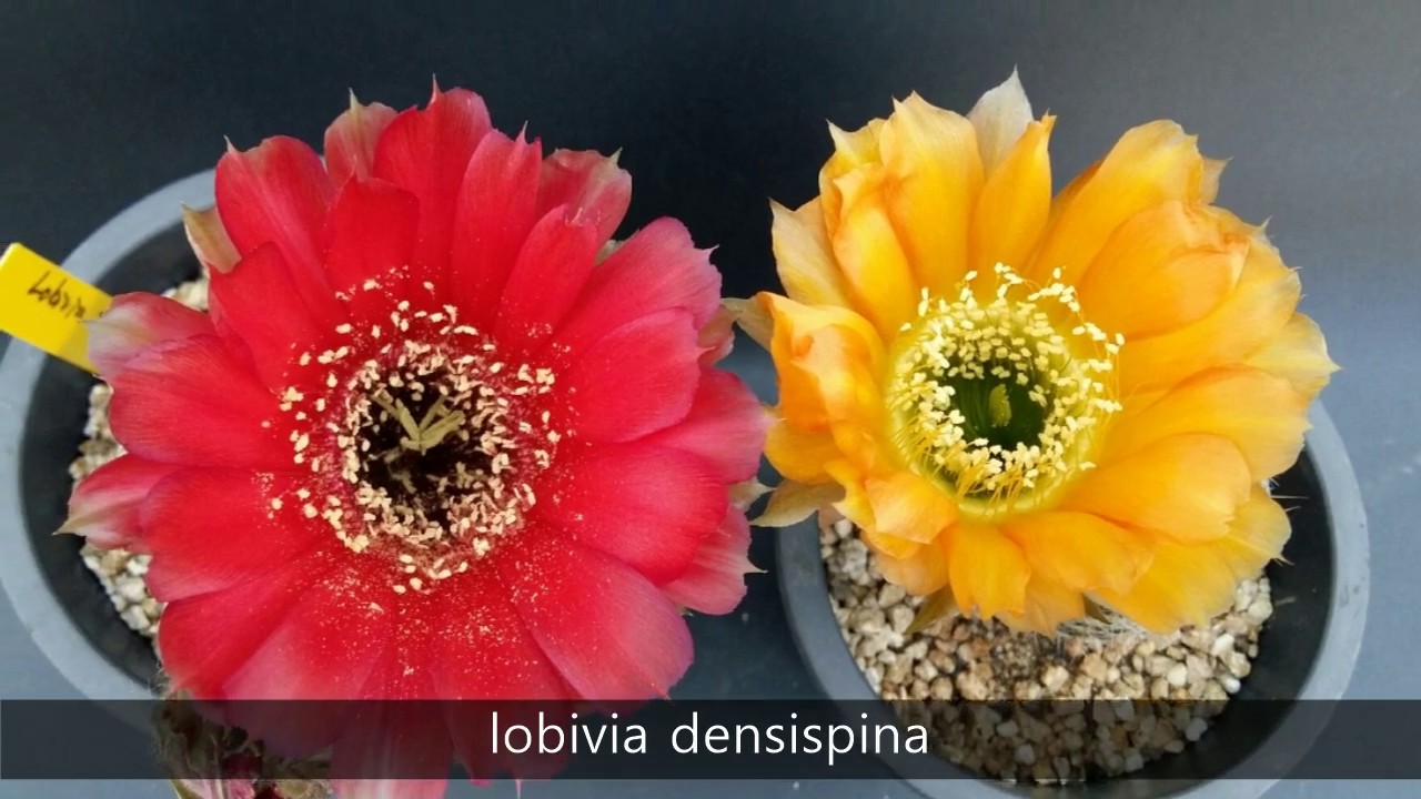 Cactus flowers (lobivia) - YouTube