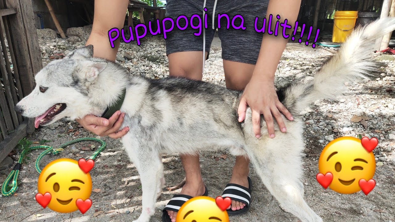 Husky with demodectic Mange | Condition update - YouTube
