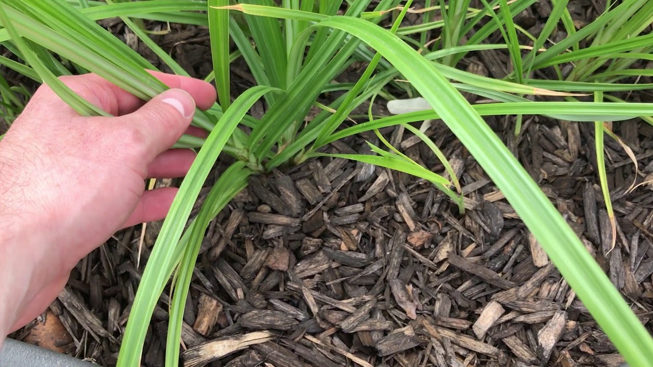 Chufa in the Front Yard - YouTube