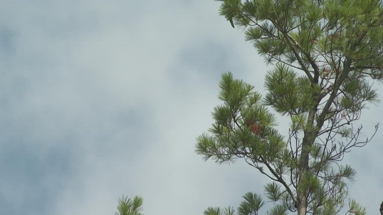 Maine wood, maple trees being affected by climate change - YouTube