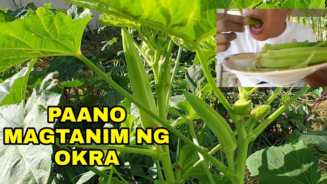 PAANO MAGTANIM NG OKRA - YouTube