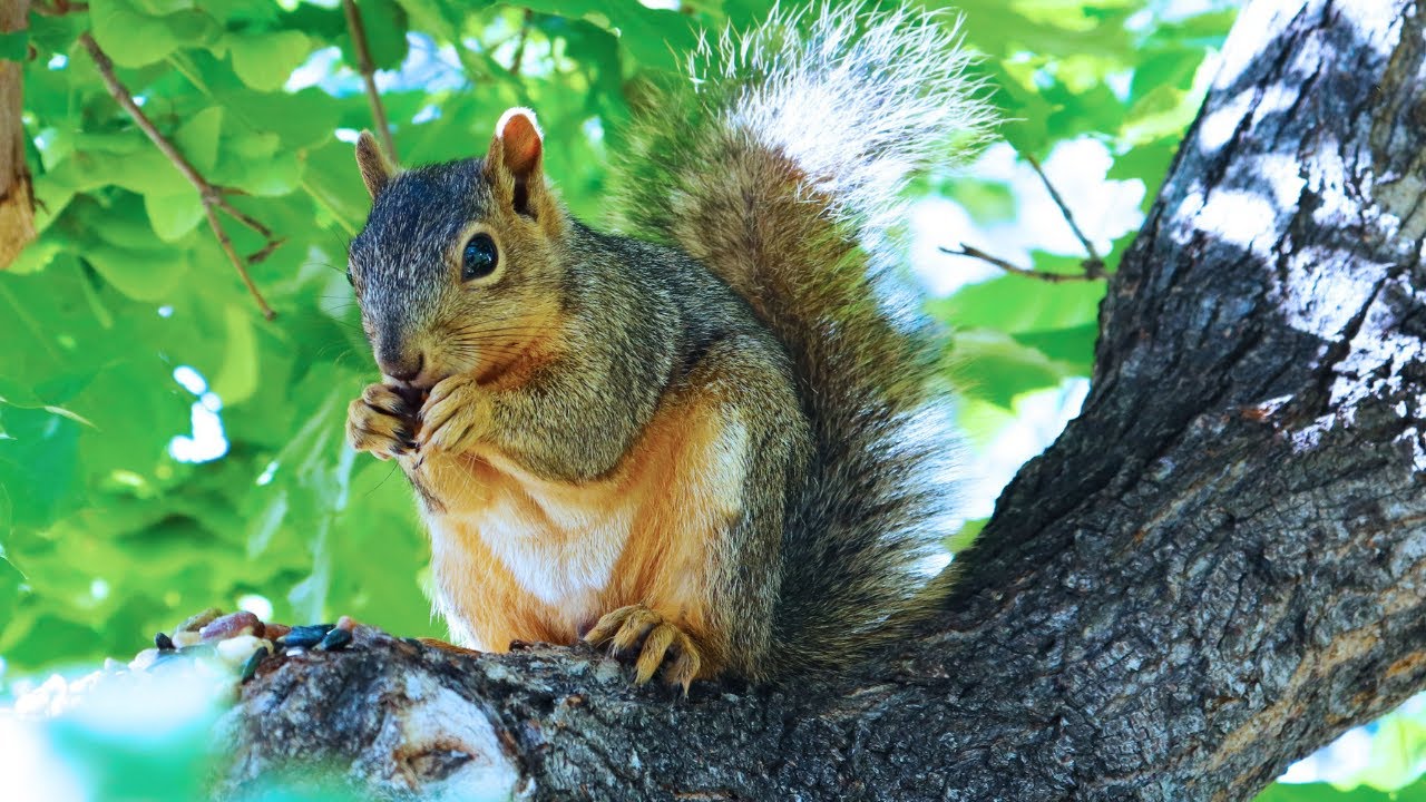 Som do Esquilo, Animais da Floresta - YouTube