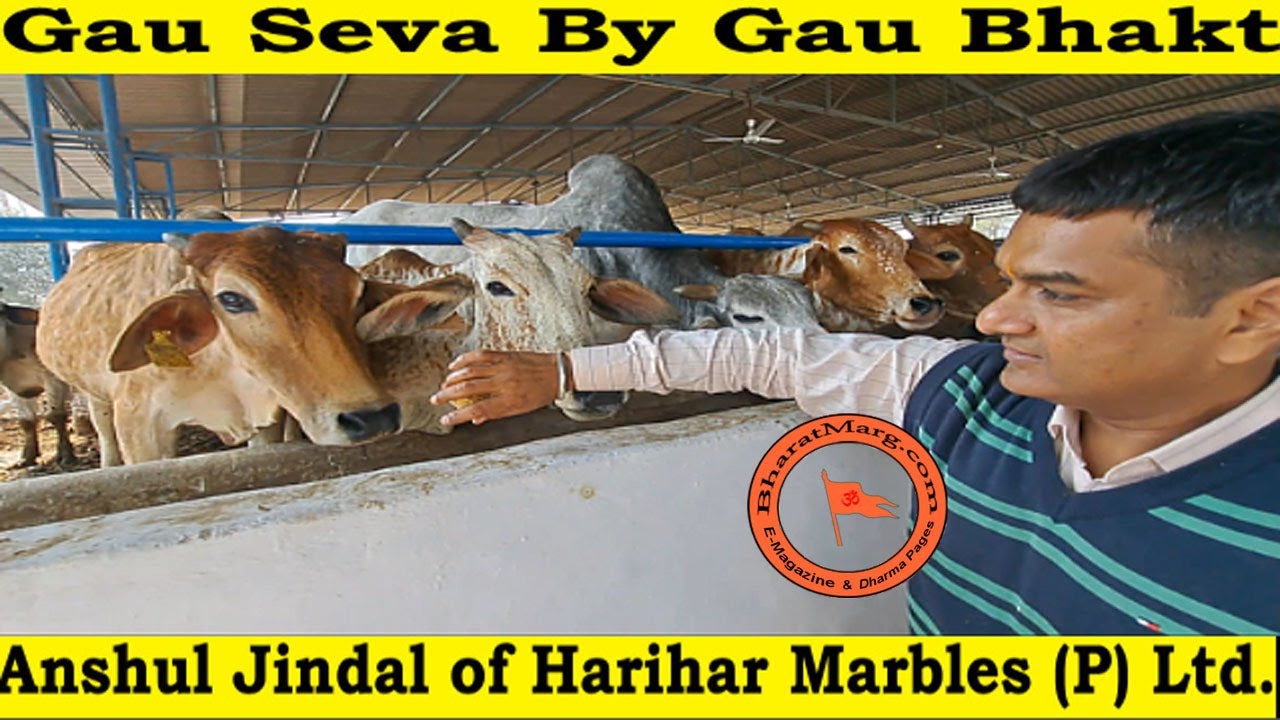 Gau Seva By Gau Bhakt Anshul Jindal !! - YouTube