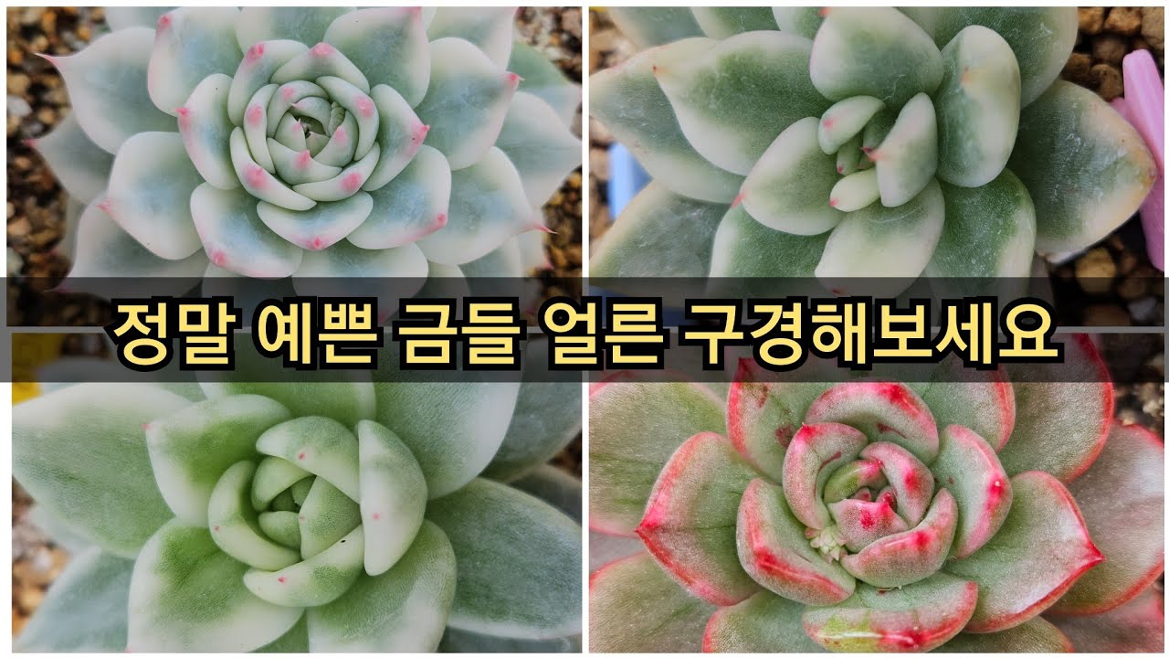 2월 25일 크리스보니세인트아그네스치와와복륜금 소개시켜드려요 엄청 예쁘네요 다육 다육식물 다육이금 다육이 다육이키우기 금다육 금다육이 Youtube