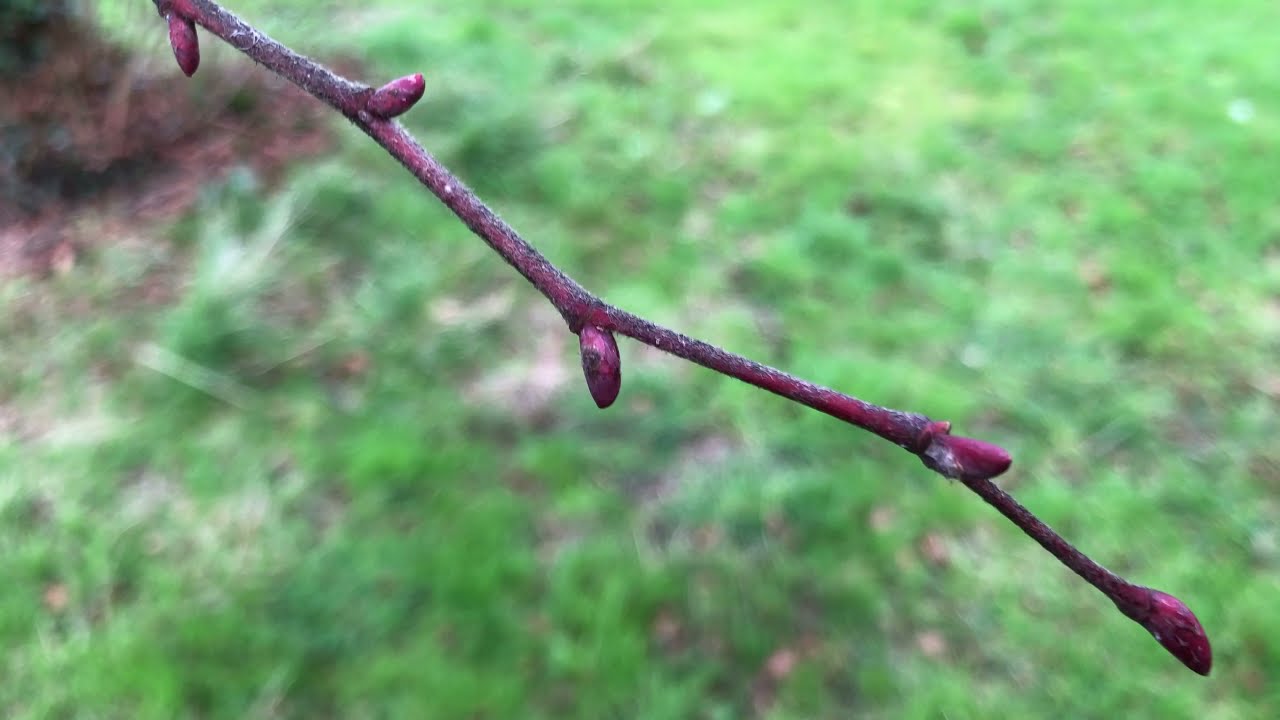 Large-leaved lime (Laciniata') - twigs & buds - January 2022 - YouTube