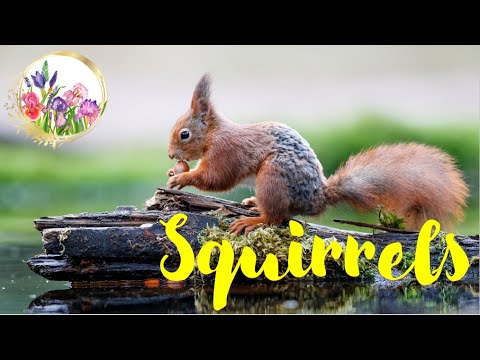 Acrobatic and Intelligent Squirrels - YouTube