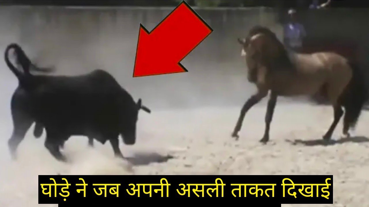 घोड़े ने जब अपनी असली ताकत दिखाई ! Bull Vs Horse - YouTube