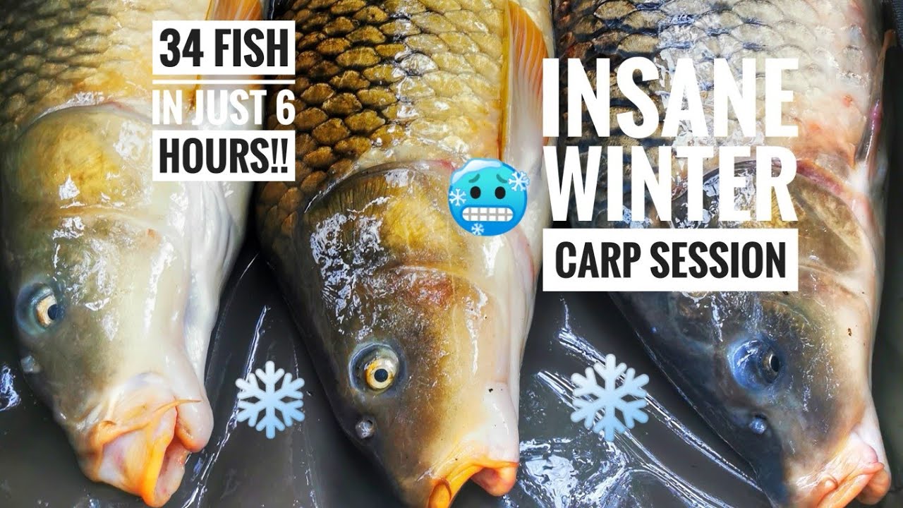 winter carp fishing 34 carp landed! epic. Aeson (Ace_carp_kid) Vs Tom ...