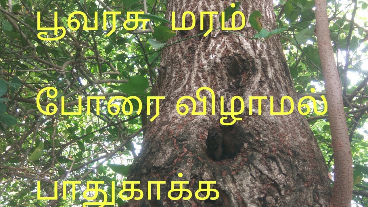 poovarasu porai பூவரச மரம் போரைவிழாமல் தடுக்க இதை செய்யலாம் - YouTube