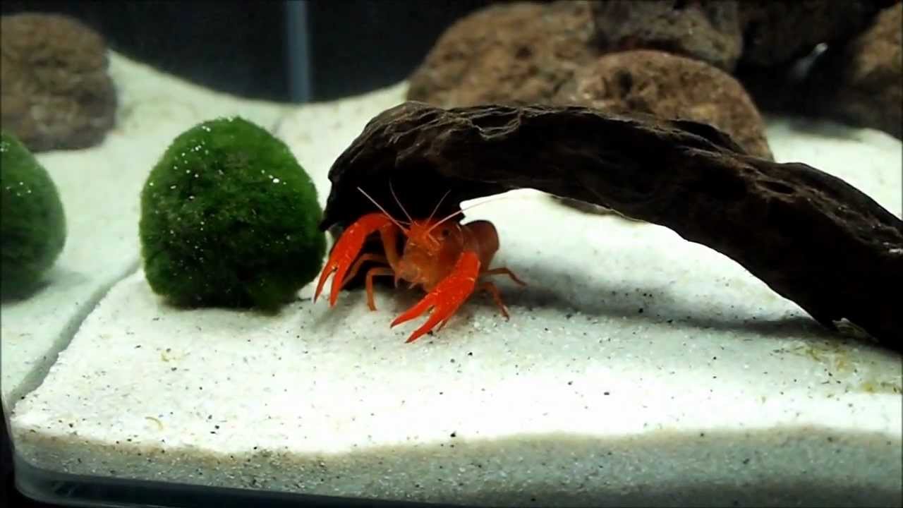 My Crayfish Has Molted! - Freshwater Nano Cube Aquarium (Day 21) - YouTube