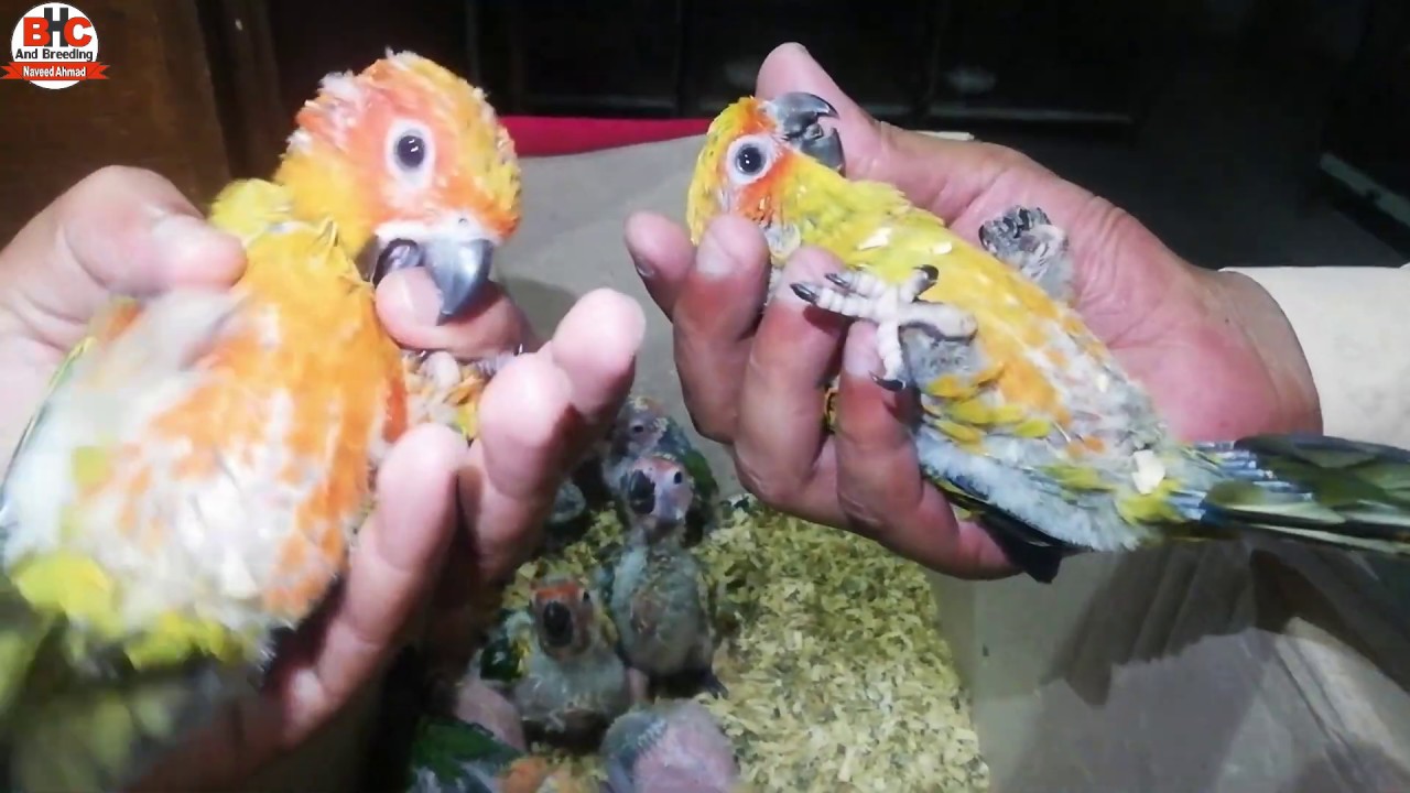Sun Conure Baby Fun | Cute Little Sun Conure - YouTube