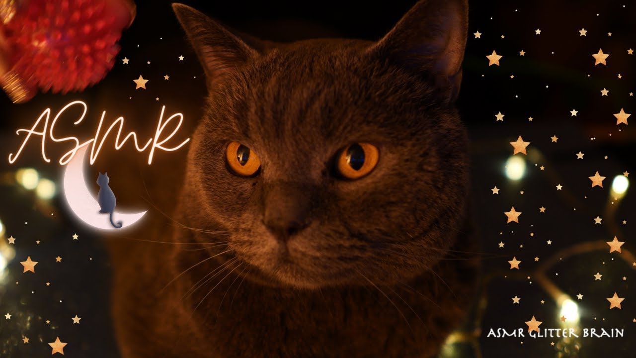 ASMR With My Cat and His Toys😻 (No Talking) - YouTube