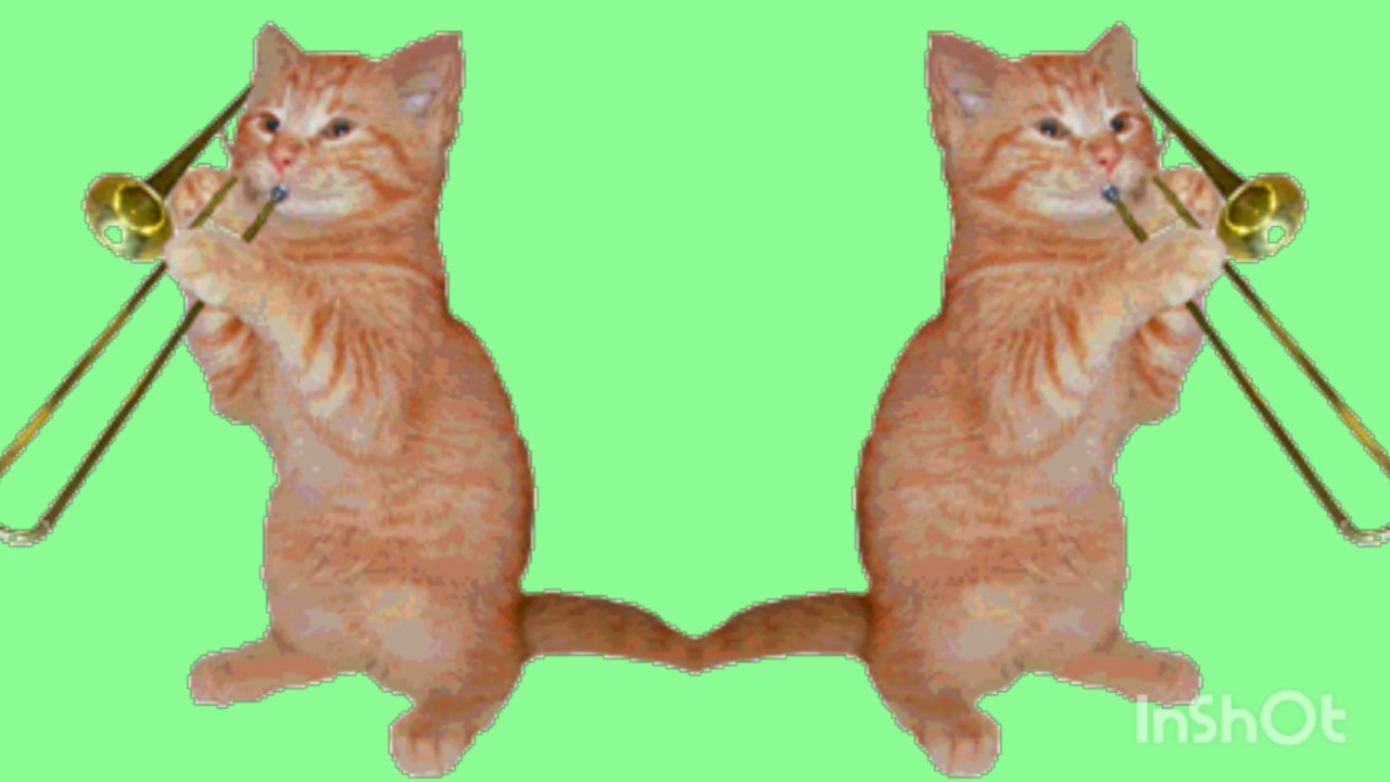 Happy cats - YouTube