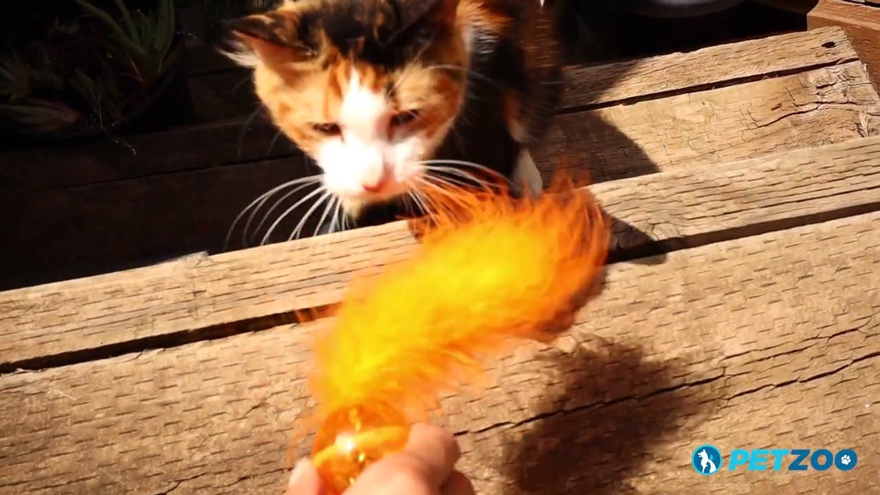 Watch Cats Play with the Scream Lattice Ball with Feather Cat Toy - YouTube