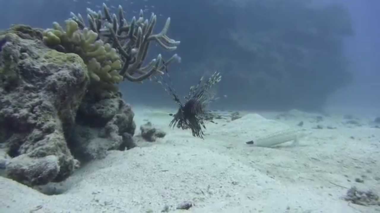 LIONFISH in Vanuatu | Swimming around the reef - YouTube