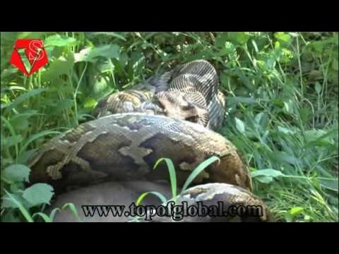 Huge Python Attacks Deer- Python Vs Deer - Python Eats Deer - YouTube