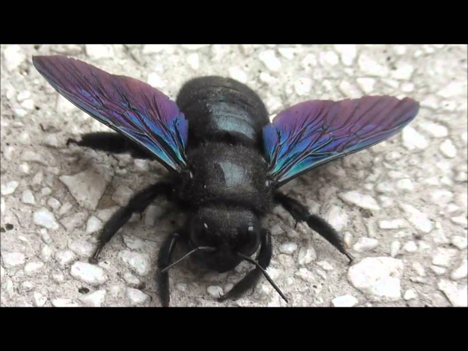 APE LEGNAIOLA - YouTube