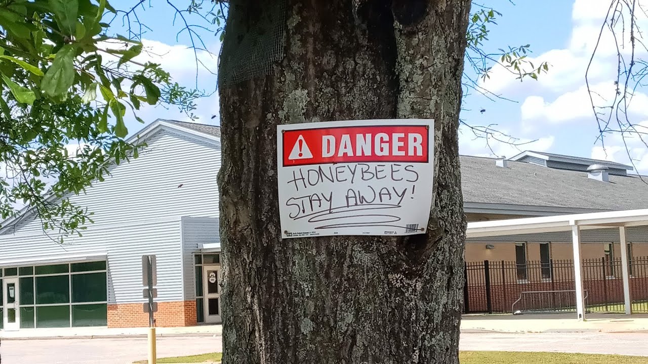 Bees In The Tree At The Middle School. Perfect Time To Try Out The New ...