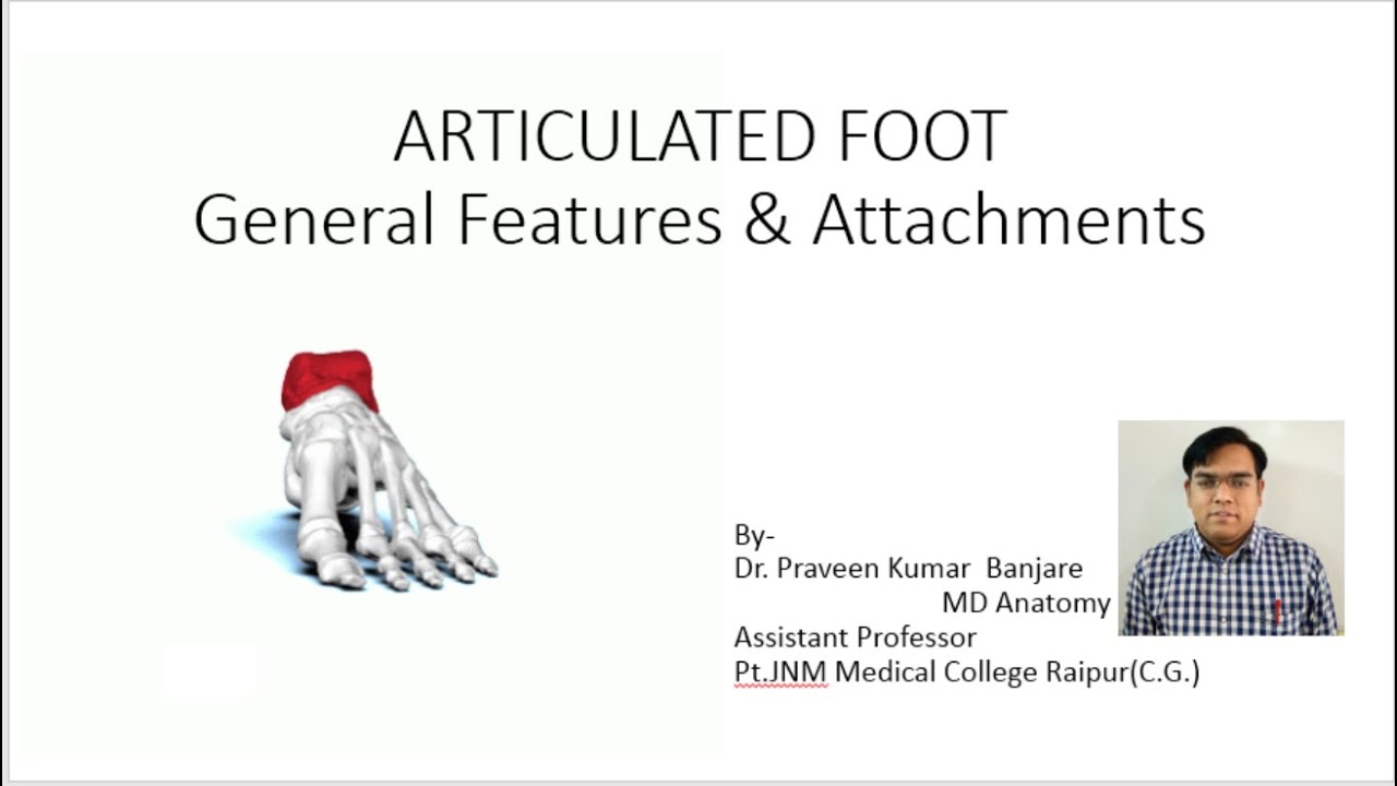 Articulated foot/General Features and Attachments/Human Anatomy - YouTube