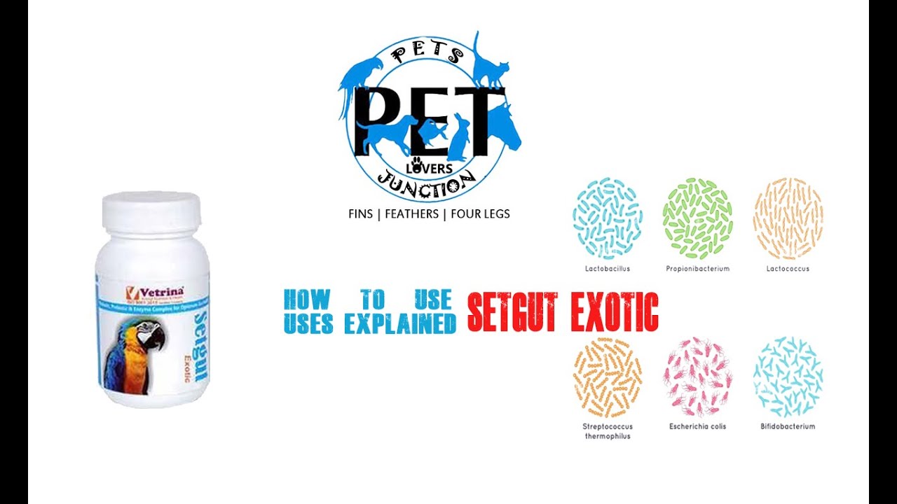 How to use Setgut Exotic | Uses and Benefits explained in Tamil ...