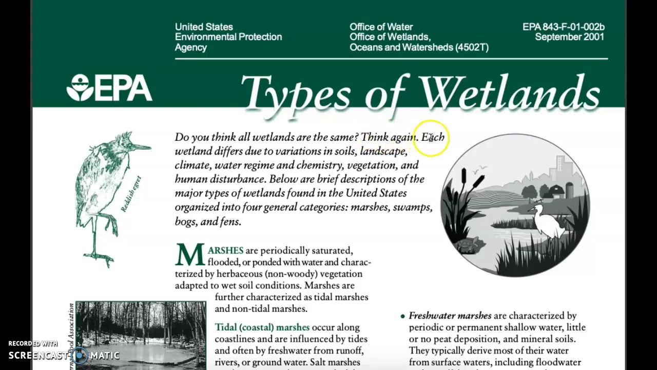 Video: Types of Wetlands Pgs 4-5 READ ALOUD - YouTube