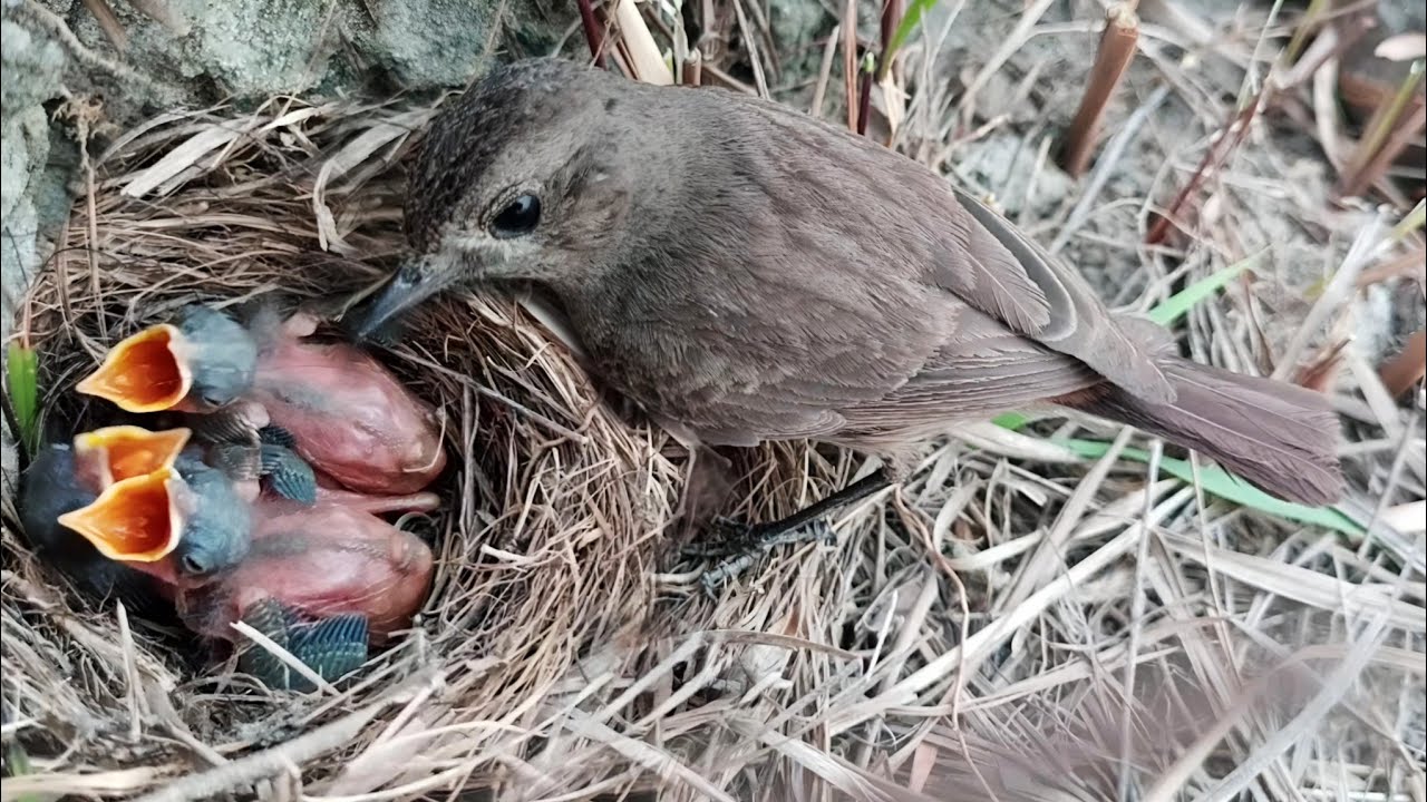 Small baby familiar birds have no fur which protect them from heat ...