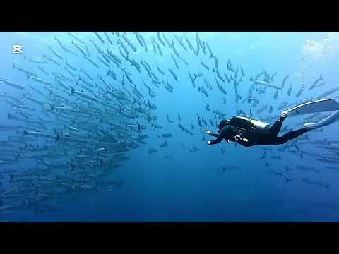 2025/9 PALAU BIG DROP OFF 15 - YouTube