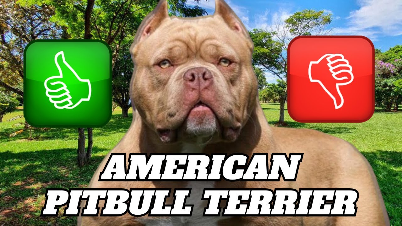 CHARACTERISTICS OF THE AMERICAN PITBULL TERRIER BREED. POSITIVE AND ...