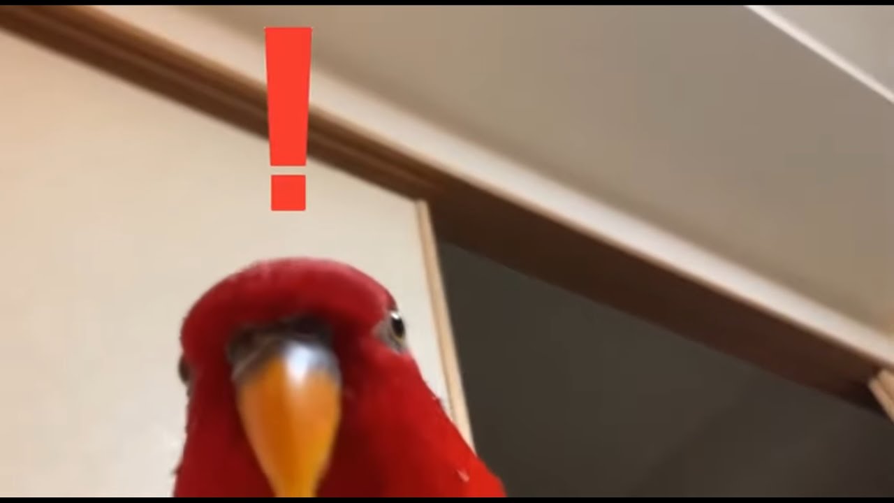 Red bird laughing meme metal gear solid - YouTube