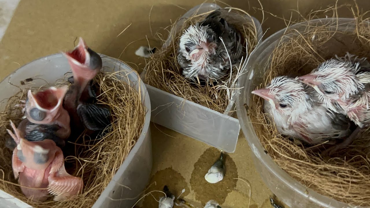 Cách chăm sóc chim non khi mới hạ tổ và cách chữa chim non bị đi ỉa ...