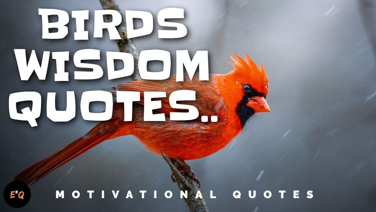 ♦ BIRDS POWERFUL WISDOM QUOTES 🔥Birds' Wisdom Quotes That Will Help You ...