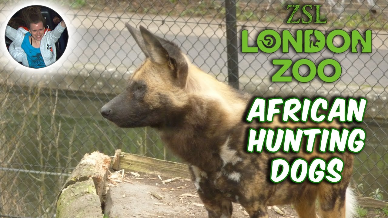 African Hunting Dogs | ZSL London Zoo - YouTube