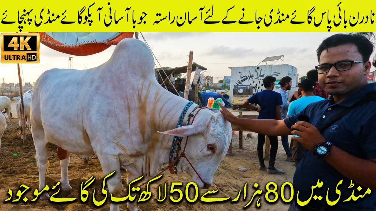 Northern Bypass Cow and Cattle Mandi | Mandi janey k leye assan rasta ...