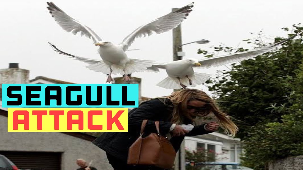 Seagull attacking people for food & ice cream. - YouTube