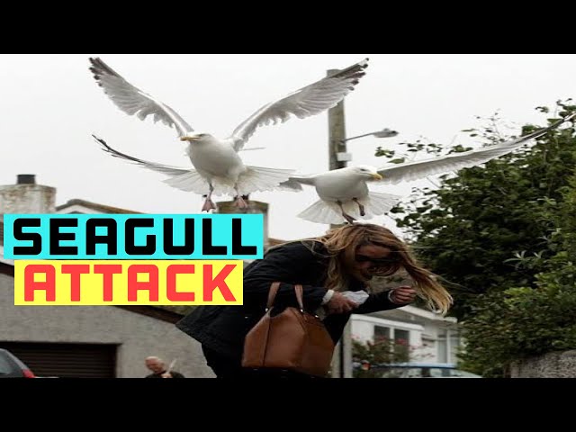 Seagull Attack Human