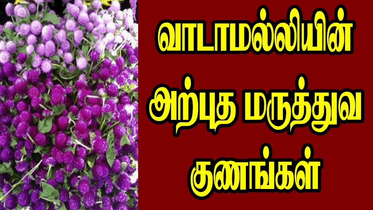 MEDICINAL BENEFITS OF VADAMALLI / வாடாமல்லியின் அற்புத மருத்துவப் ...