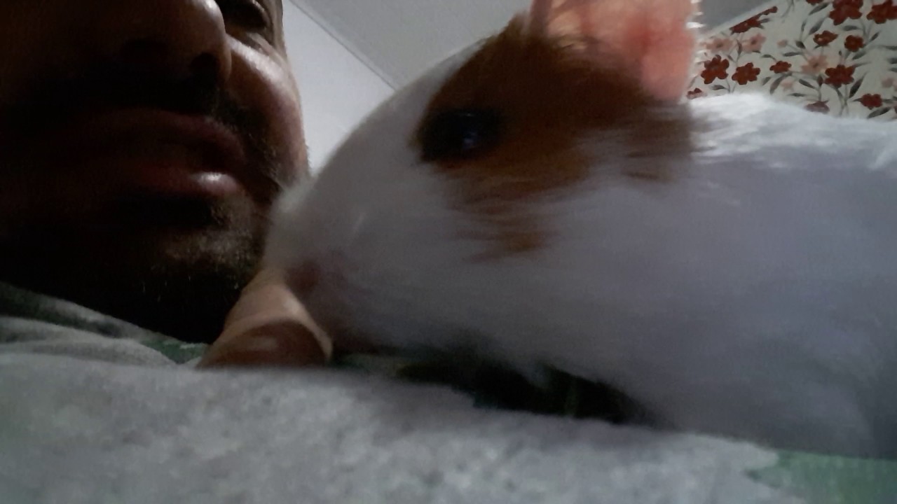 Porquinho da Índia lambe dedo - YouTube