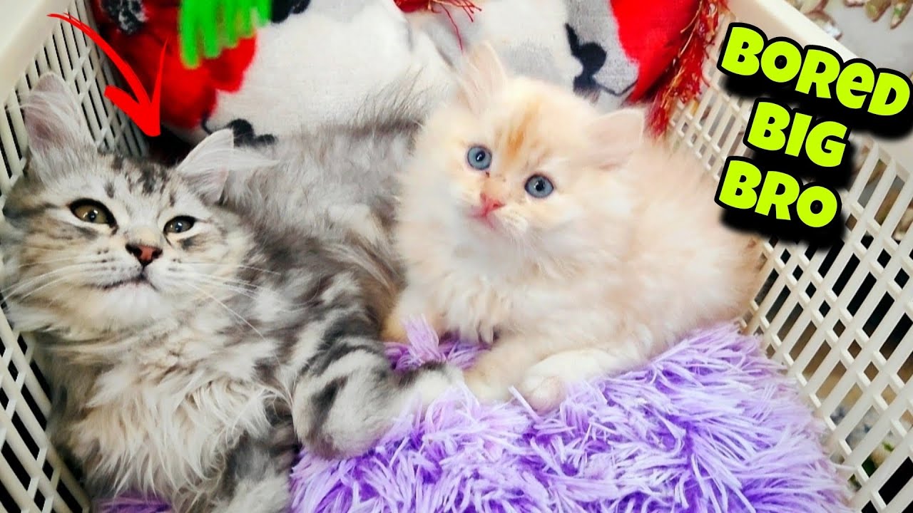 Grumpy Cat Watches Kitten Go Crazy! - YouTube