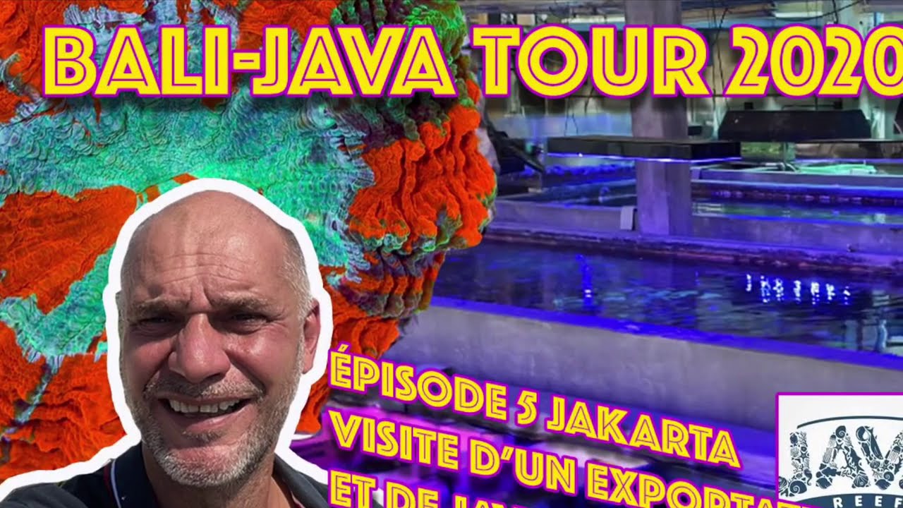 Bali-java tour 2020 jakarta visite d un exportateur et de java reef ...