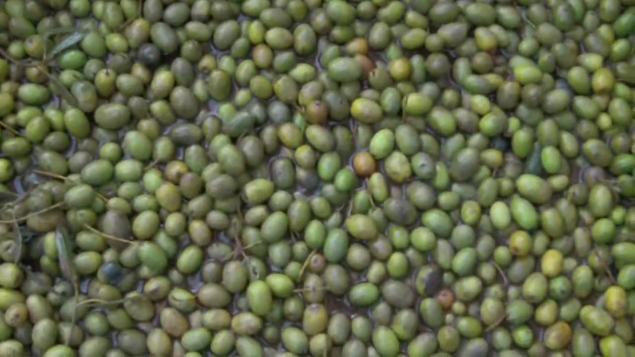 Making Olives: A Visit to the Olive Operation - YouTube