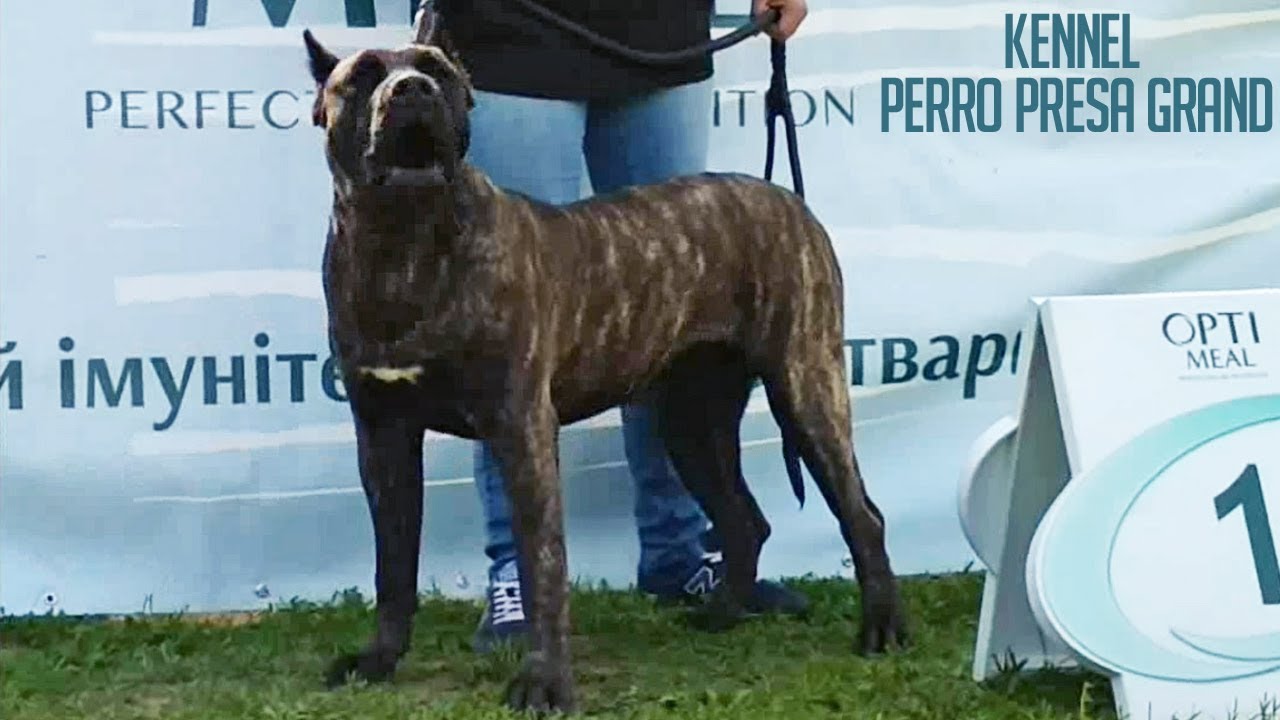 Working Presa Canario (Dogo Canario) young female on Dog Show - YouTube