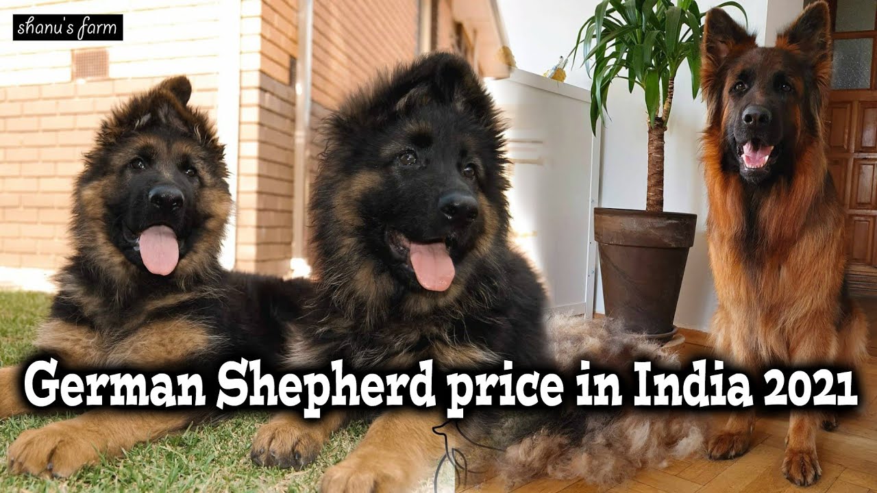 German Shepherd price in India 2021 | shanu pets and farm - YouTube