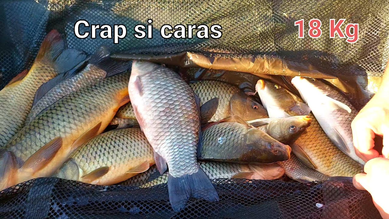 Captură frumoasa la feeder - 18 kg Crap si Caras mare - YouTube