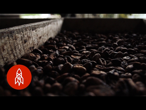 Journey to a Costa Rican Food Forest