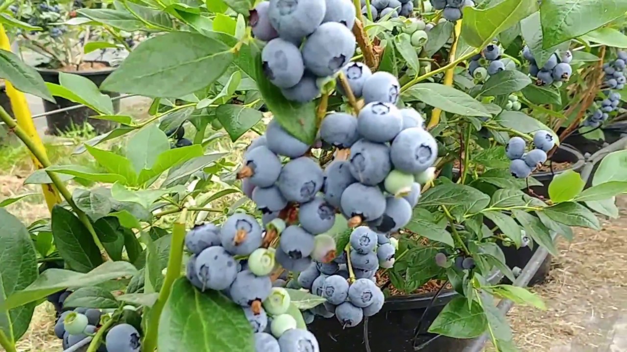 Borówka amerykańska colworth farm 17-06-2018 - YouTube