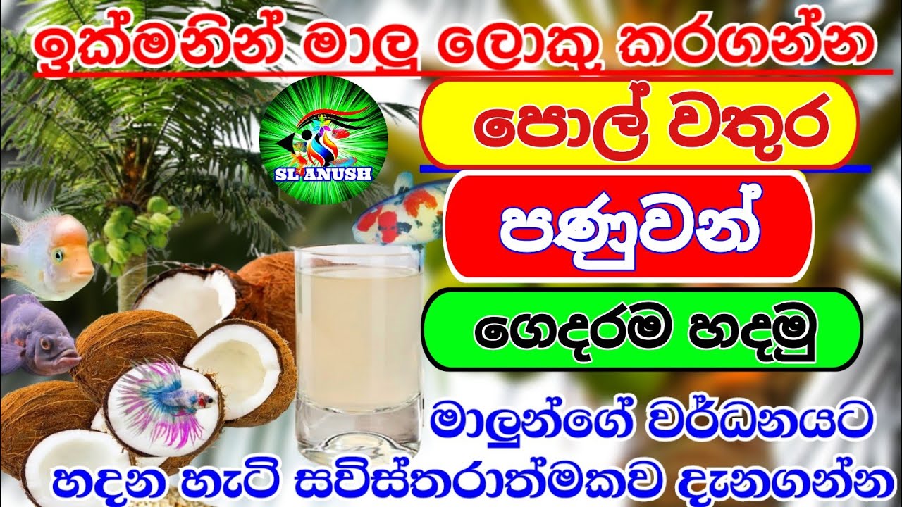 පොල් වතුර පනුවන් | ගෙදරම ලේසියෙන්ම හදමු | pol wathura panuwa | fish ...
