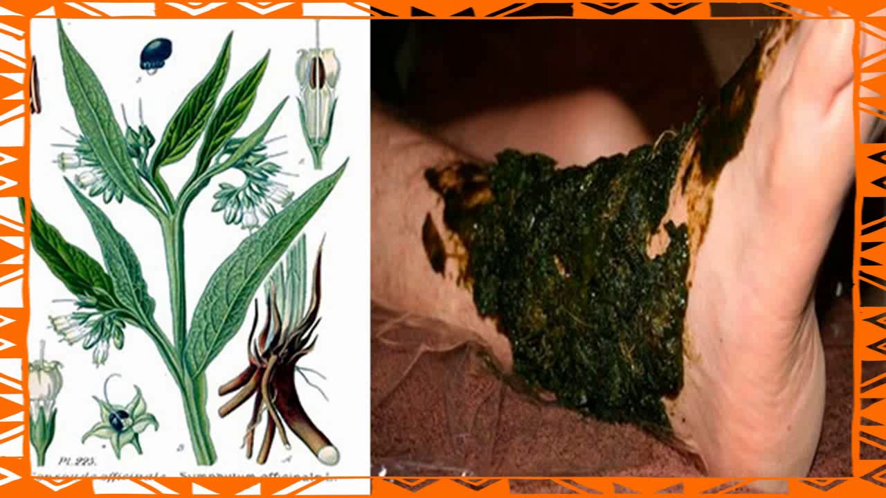 Plantas Que Curan Ademas Deja La Piel Como Nueva Suelda Consuelda - YouTube